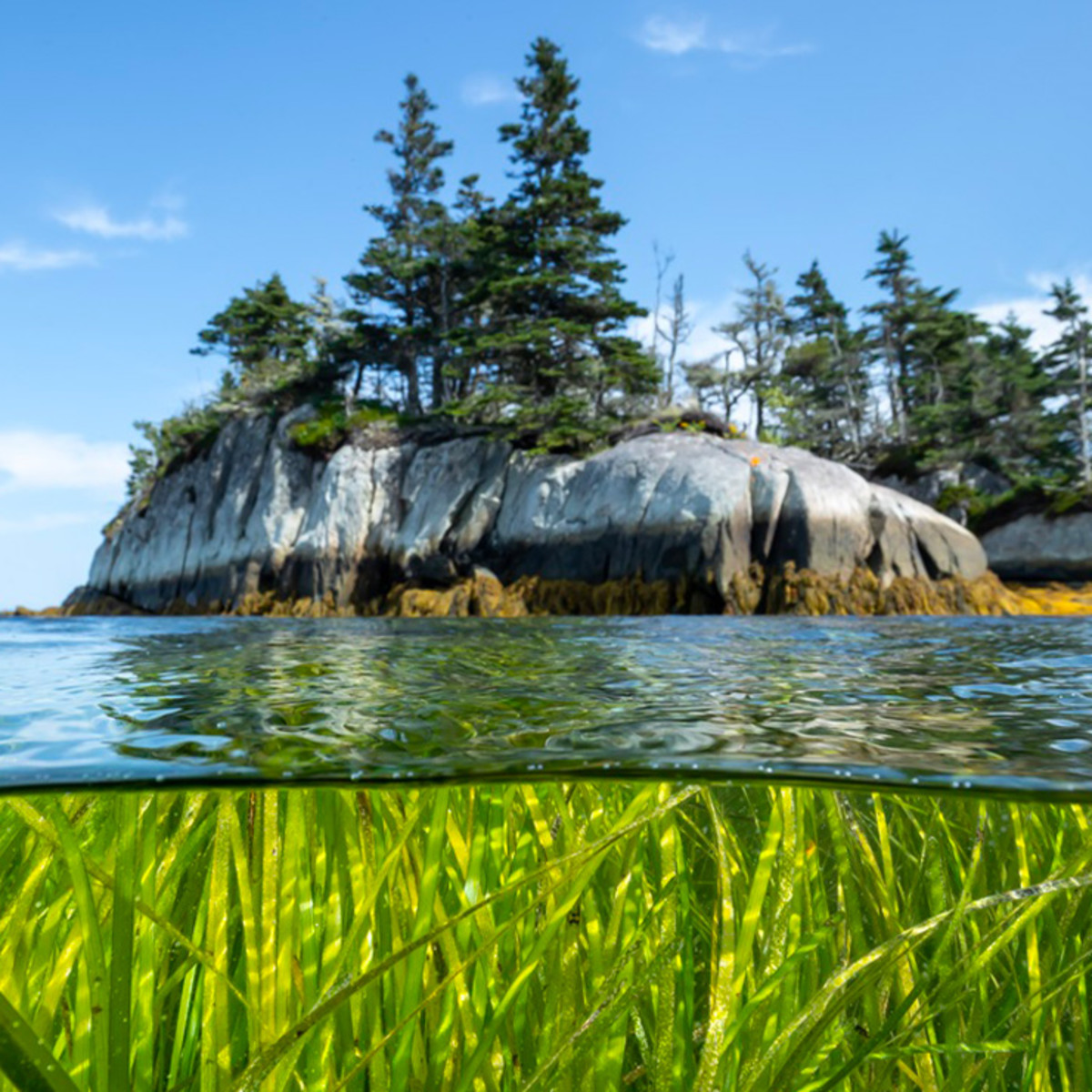Blue Forest: the largest marine reforestation in the Mediterranean in ...