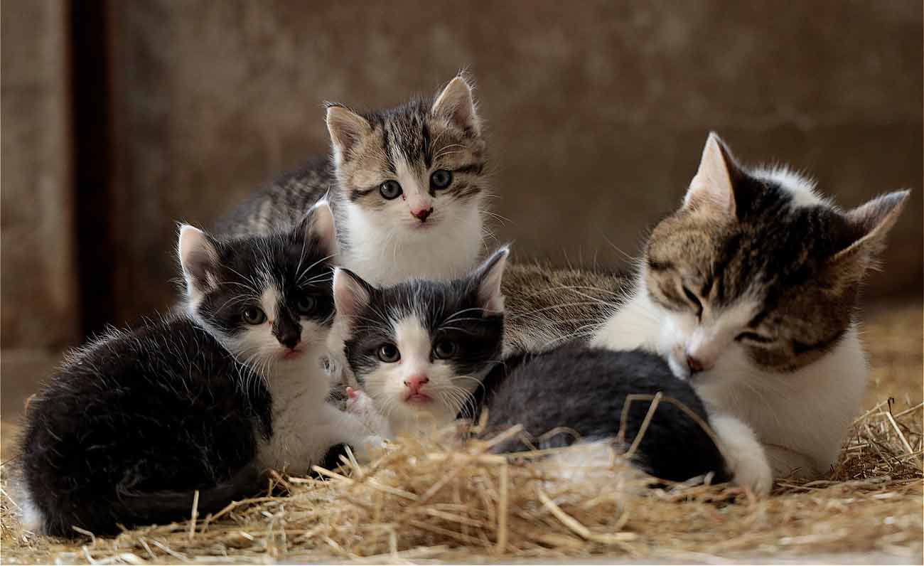 Gatti: tutti i benefici che regalano alla nostra salute